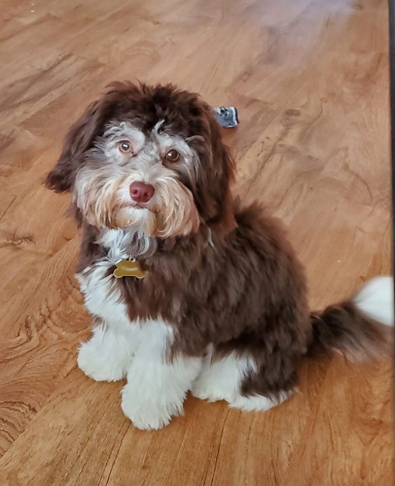 The VanCort Havanese Adults – VanCort’s Happy Havanese